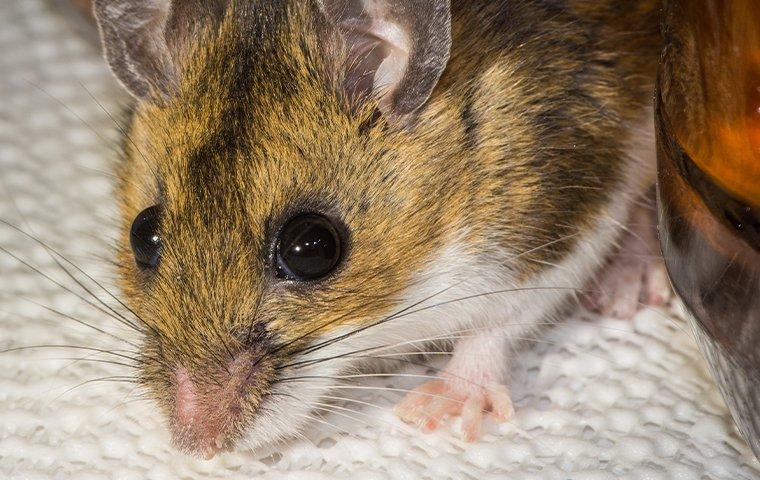 Four Easy & Effective Rodent Prevention Tips For Torrington, CT Homeowners