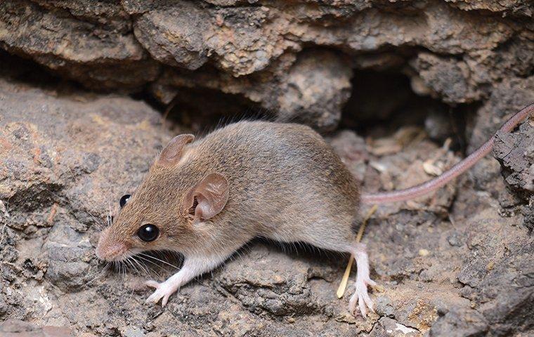 Why Professional Control Is Best For Mice In Your Torrington, CT Home