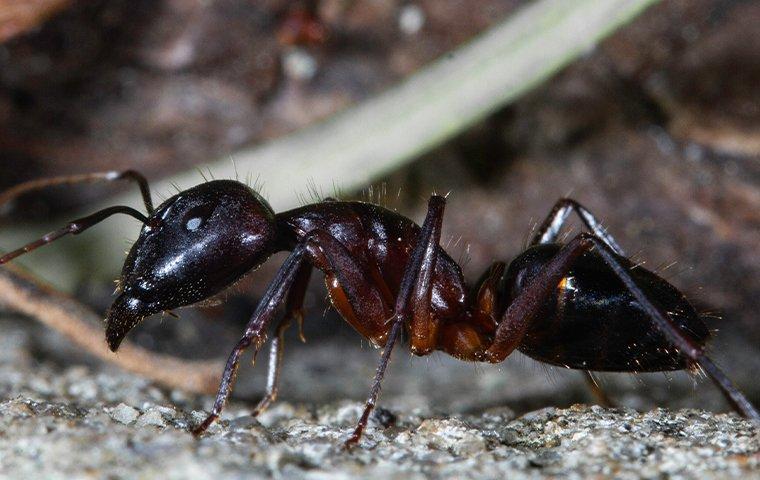 Signs Of Carpenter Ants In New Haven County, CT