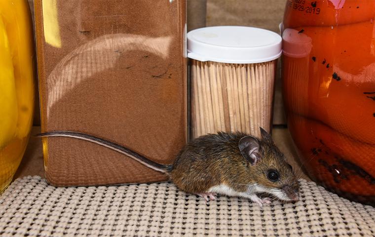 The Trick To Keeping Mice Out Of Your New Haven County Home